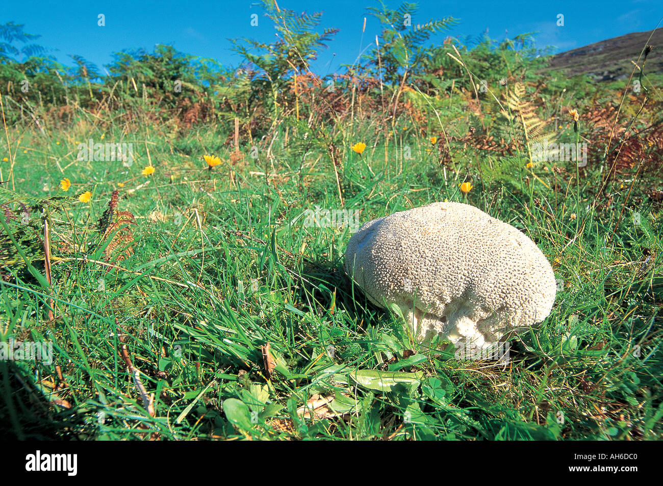 Puff ball hi-res stock photography and images - Alamy