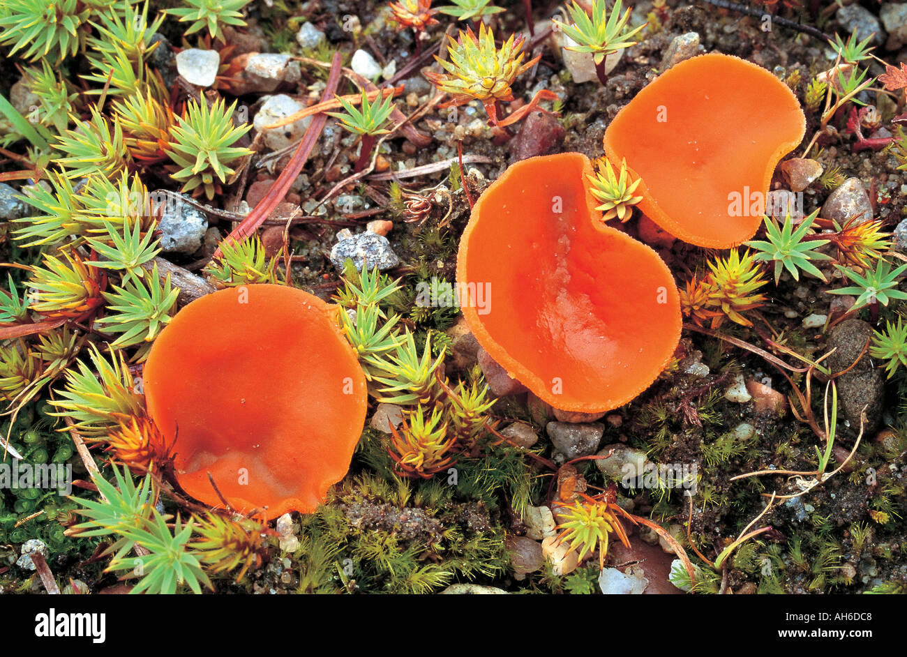 Orange Peel Fungus Stock Photo - Alamy
