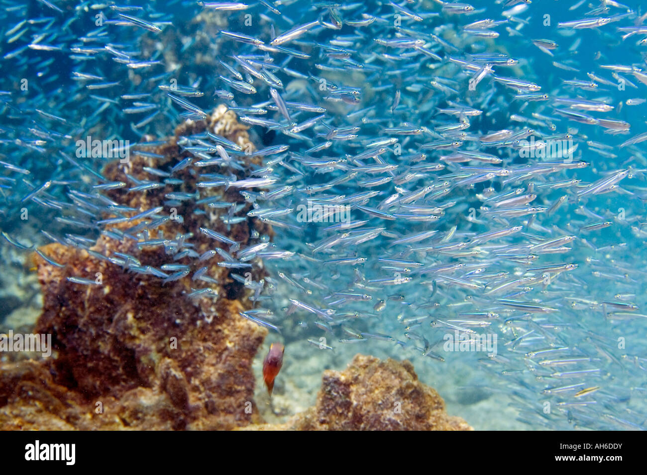 Schooling fish bonaire fish fish hi-res stock photography and images ...