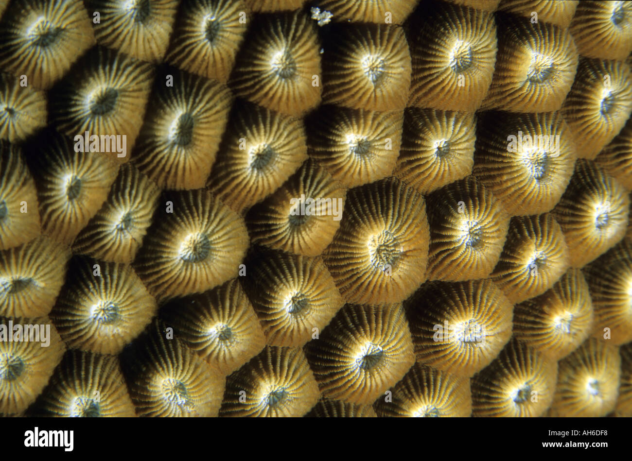 New caledonia noumea lagoon snark forest star coral diploastrea ...