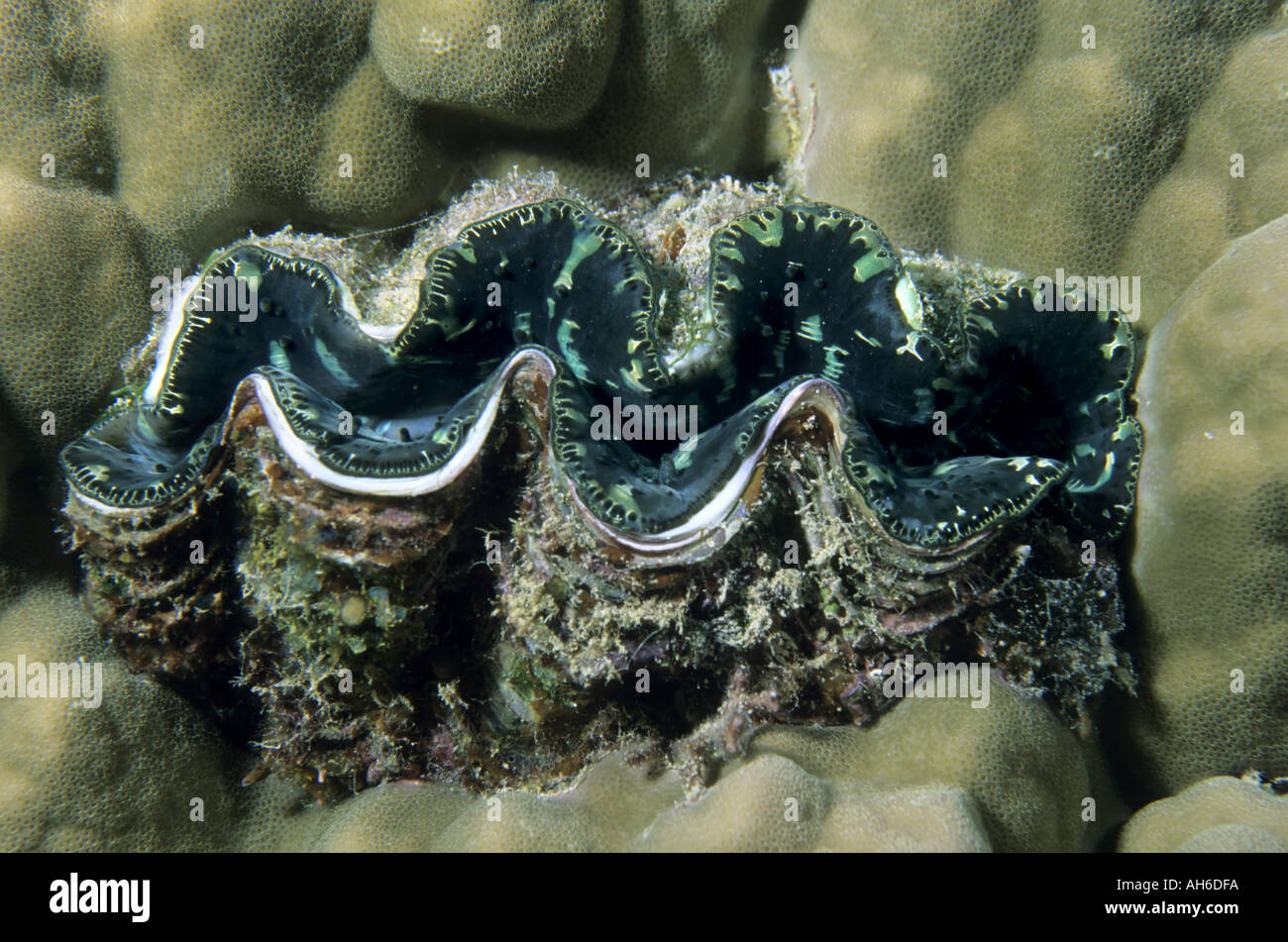 Giant clams hi-res stock photography and images - Alamy