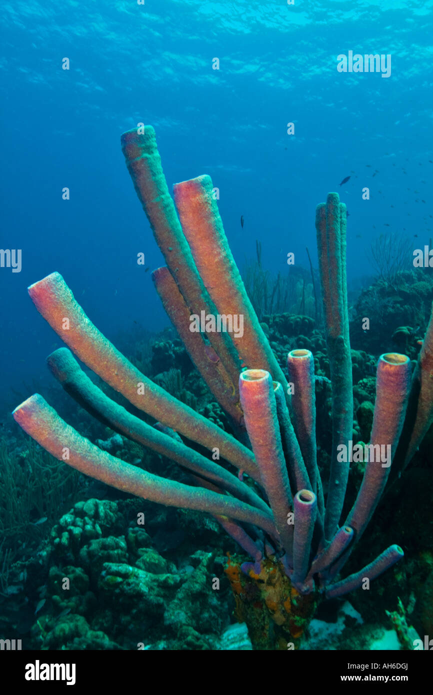 Purple stove pipe sponges hi-res stock photography and images - Alamy