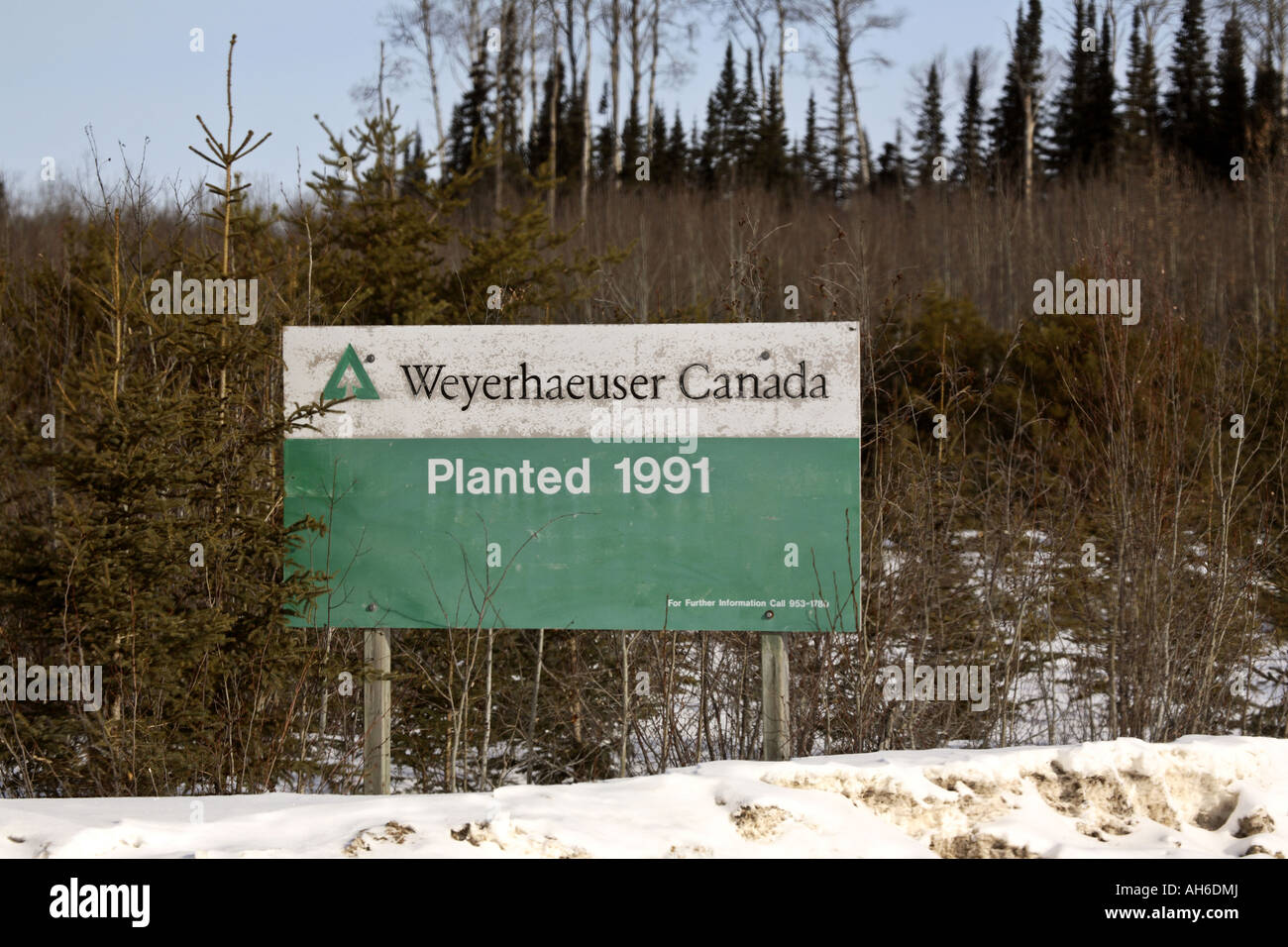 Replanted trees in Northern Saskatchewan Stock Photo - Alamy