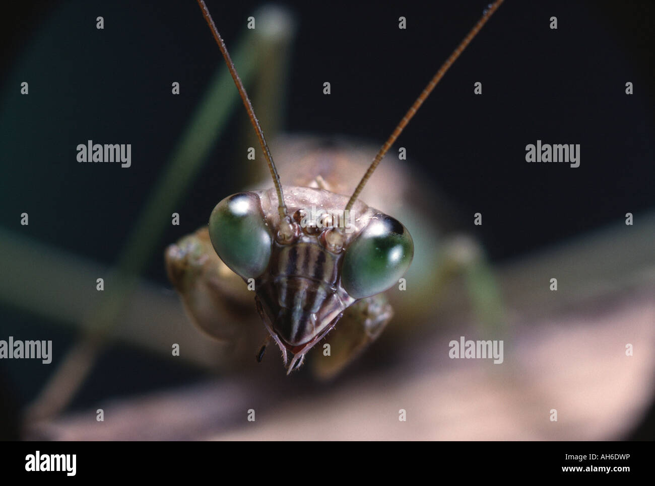 Chinese Praying Mantis waiting for prey Stock Photo - Alamy