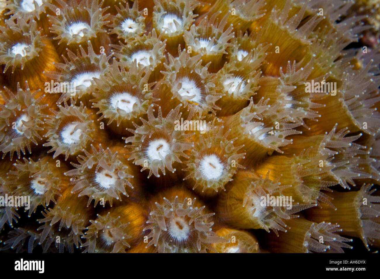 Great Star Coral