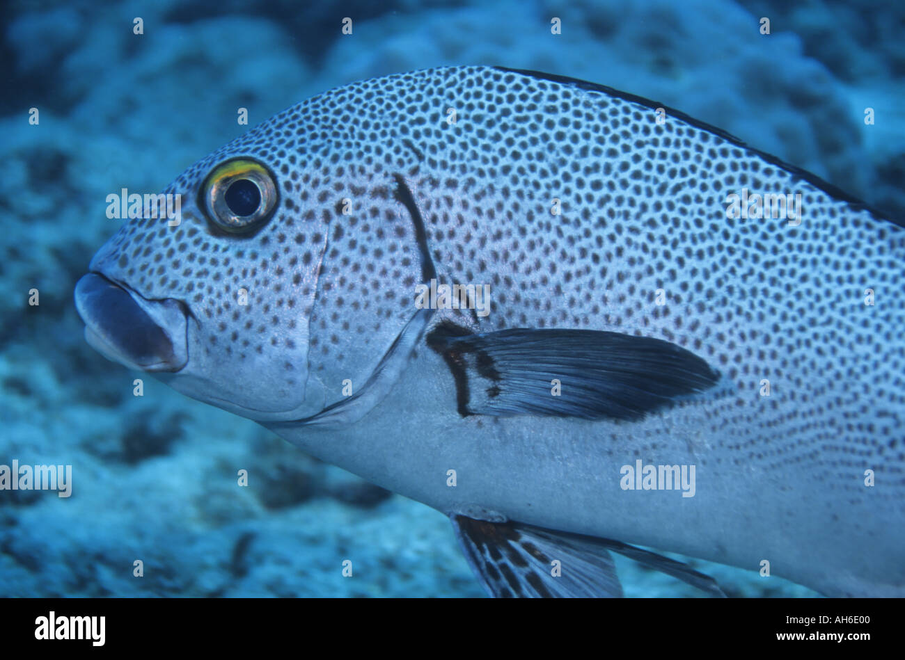Spotted Blue Maori (Epinephelus cyanopodus) swimming in clear waters ...