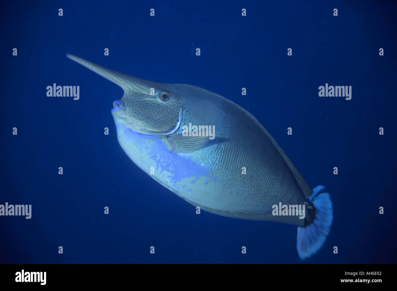 Images Of Unicorn Fish 110+ Bluespine Unicornfish Stock Photos,