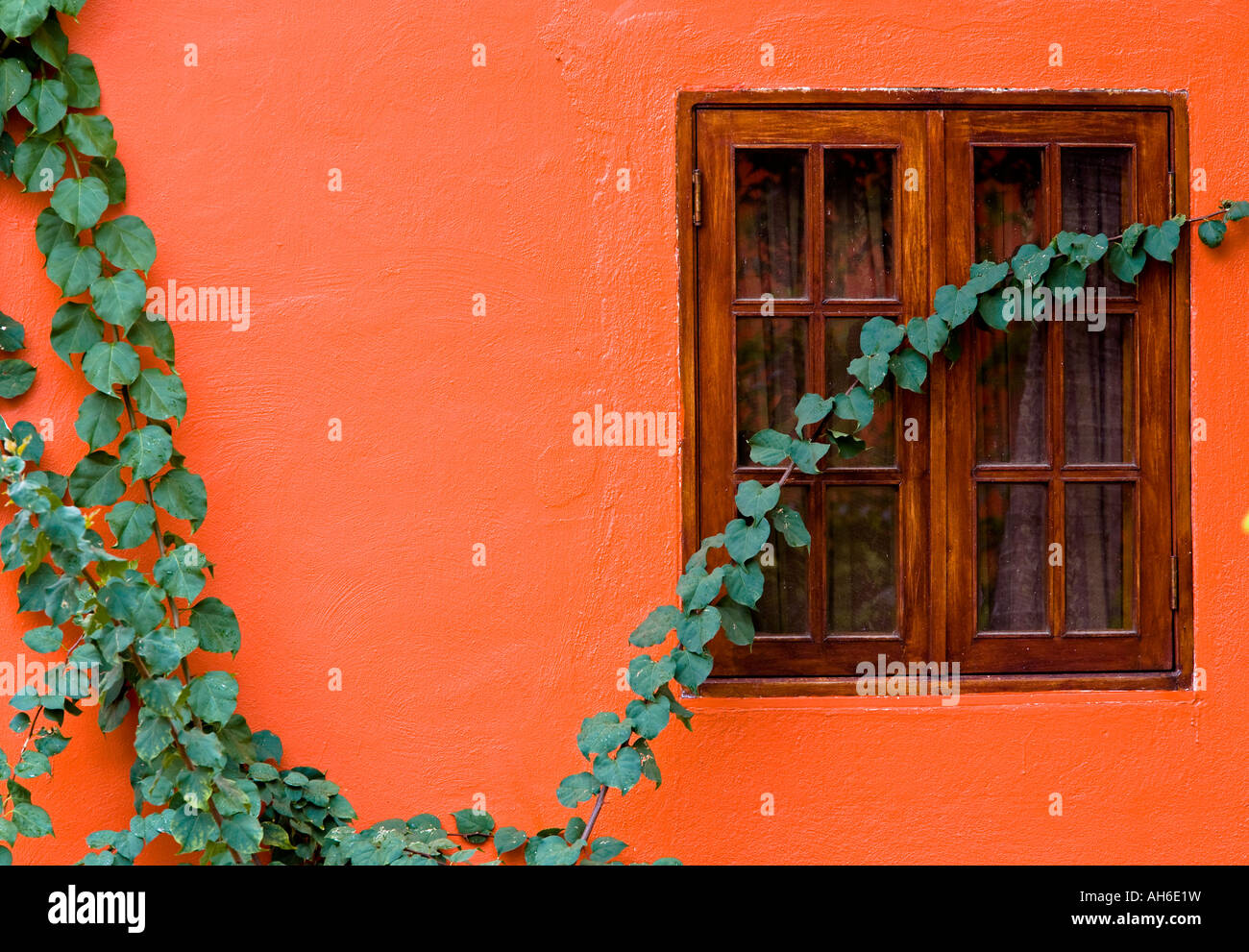 Orange building wall with ivy Stock Photo - Alamy