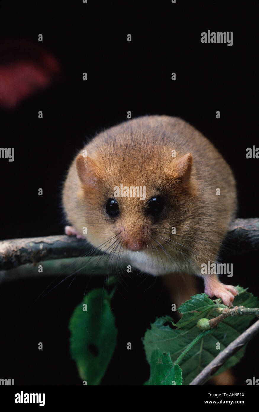 Hazel mouse hi-res stock photography and images - Alamy