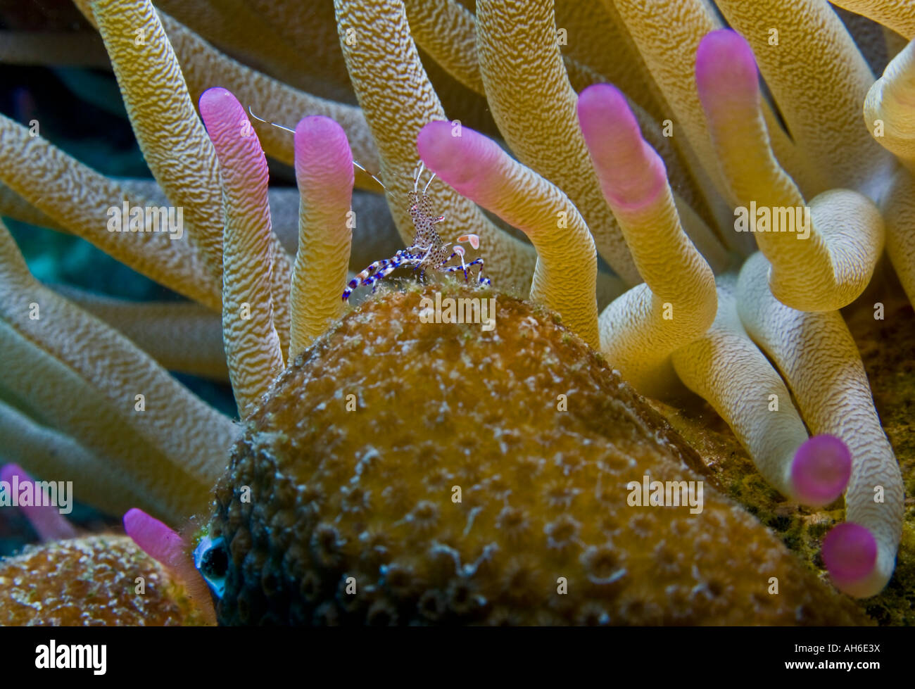 Spotted cleaner shrimp hi-res stock photography and images - Alamy