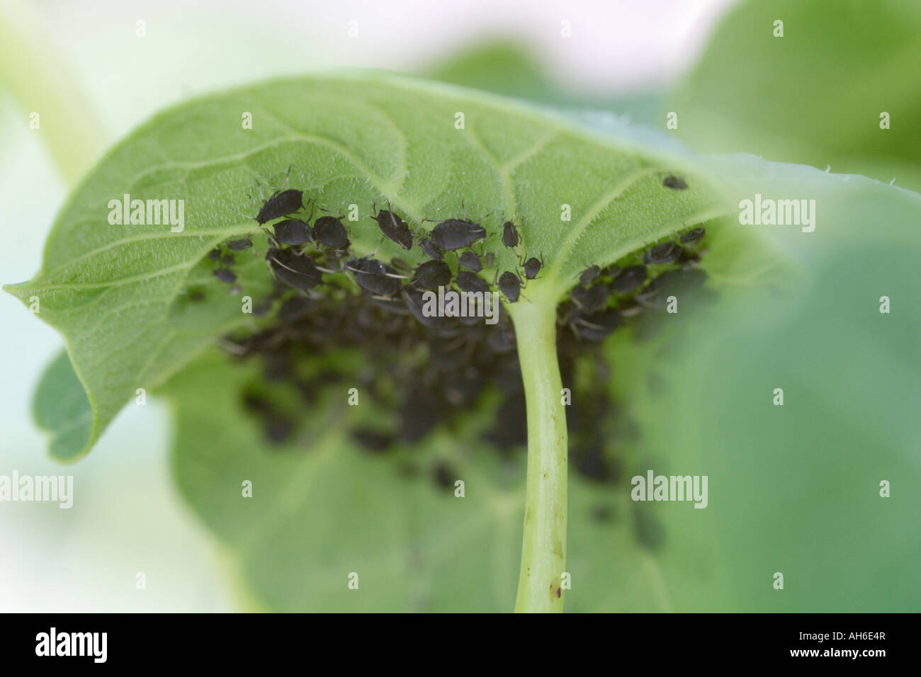 Blackfly bean stem plant hi-res stock photography and images - Alamy