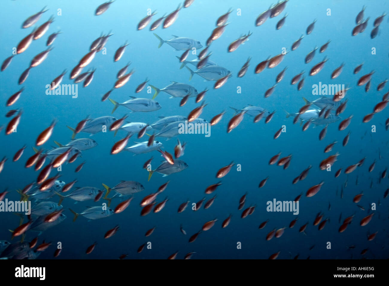 Schooling fish bonaire fish fish hi-res stock photography and images ...