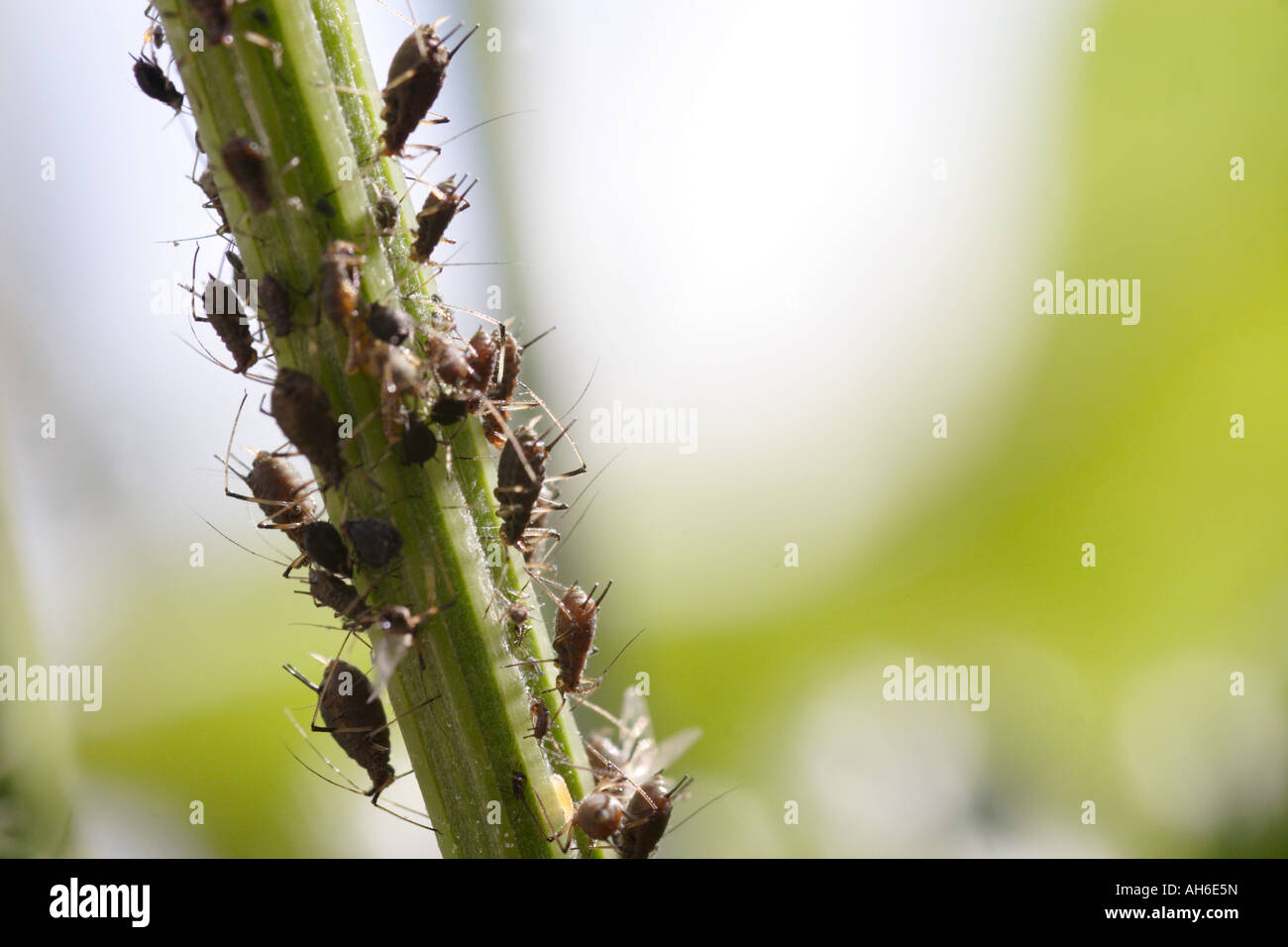 Black Bean Aphids (Aphis fabae) on plant stem, UK Stock Photo - Alamy