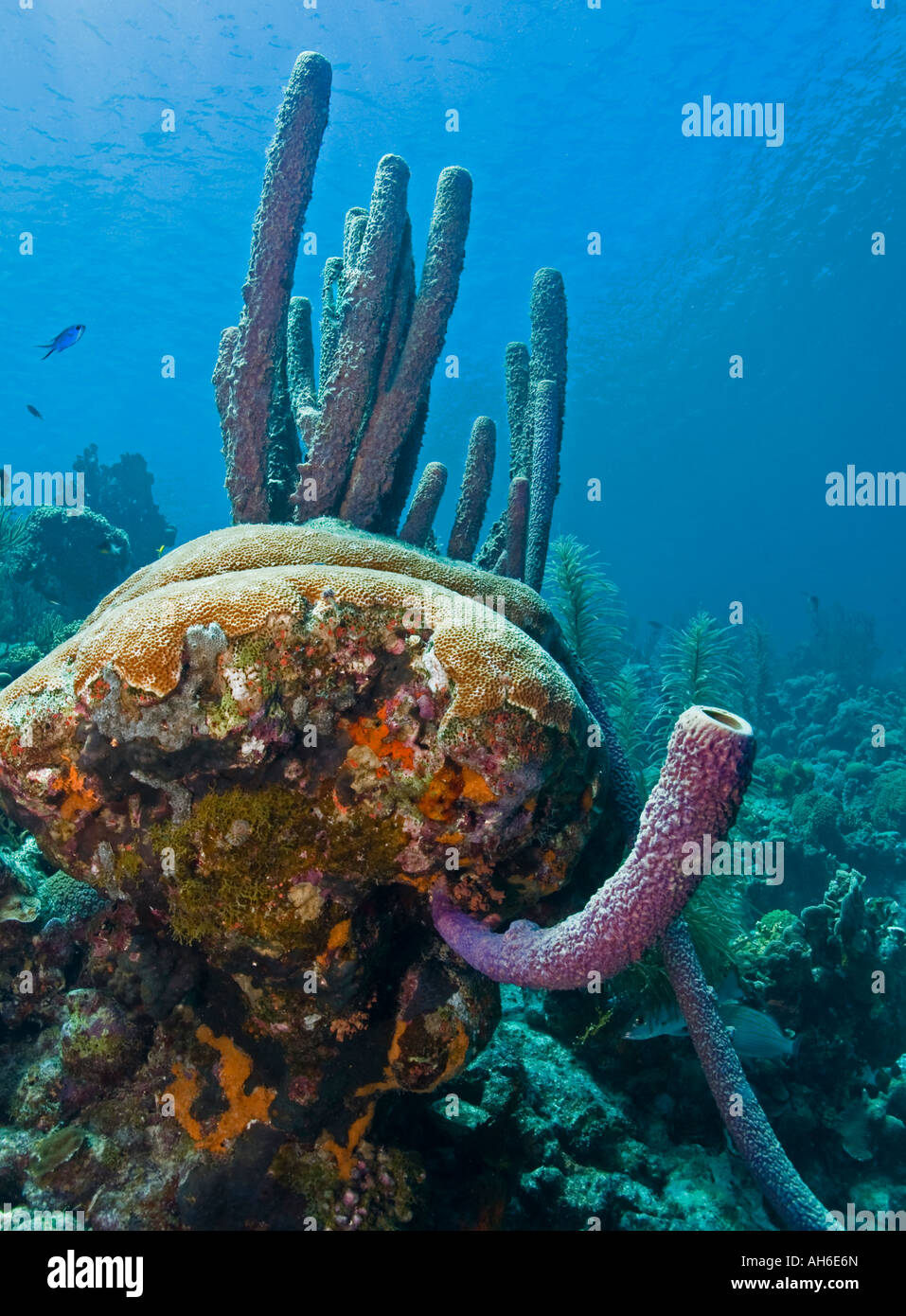 Stove pipe sponges hi-res stock photography and images - Alamy