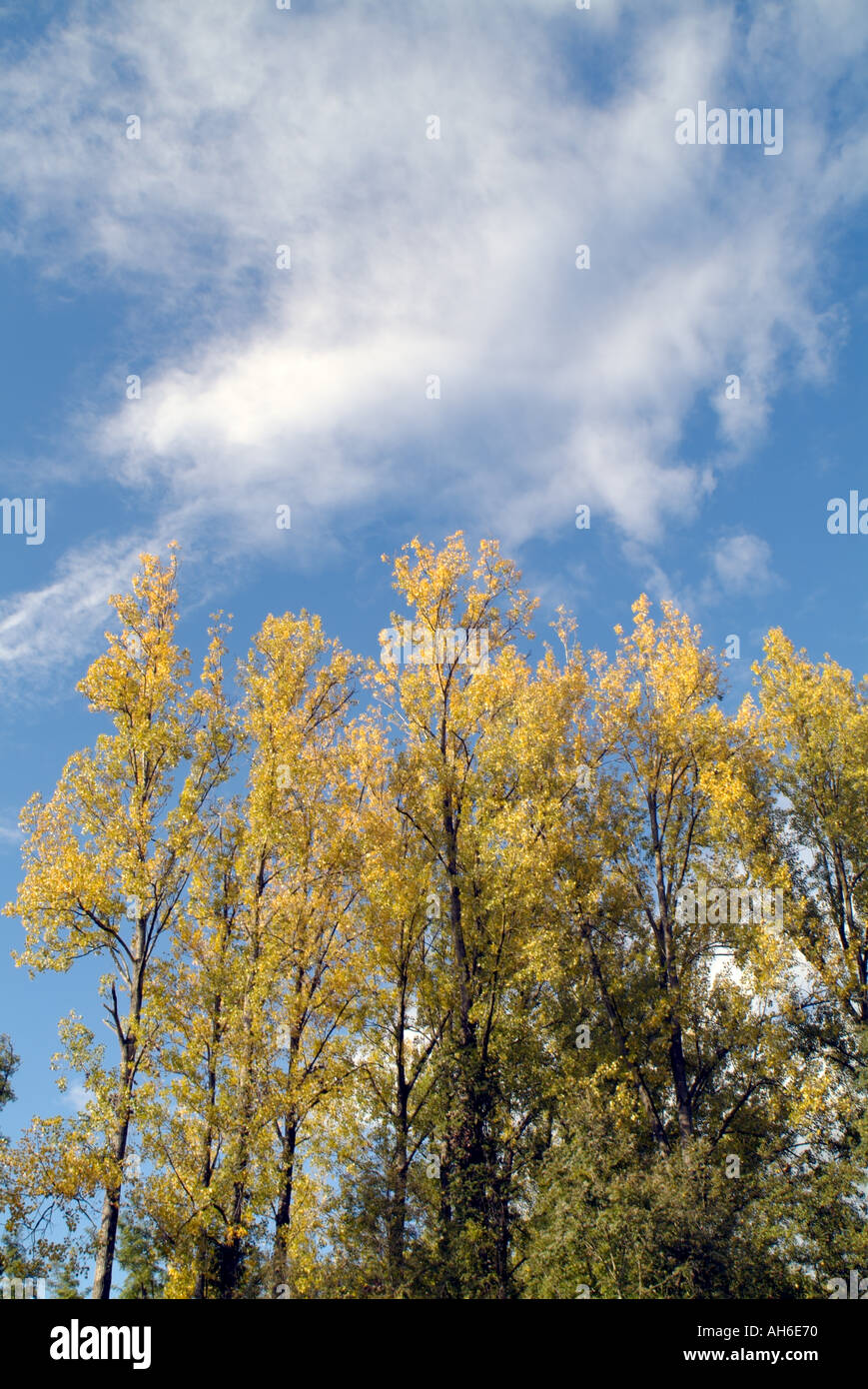 Poplar trees and france hi-res stock photography and images - Alamy