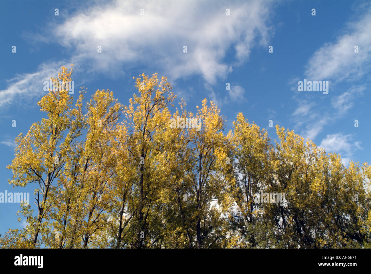 Poplar tree fall hi-res stock photography and images - Alamy
