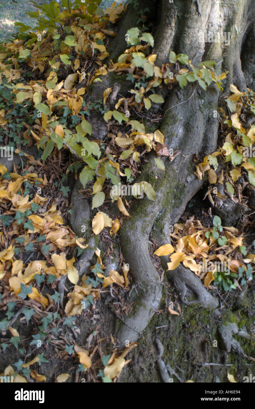 Apparent Roots Of A Tree At Fall Stock Photo - Alamy