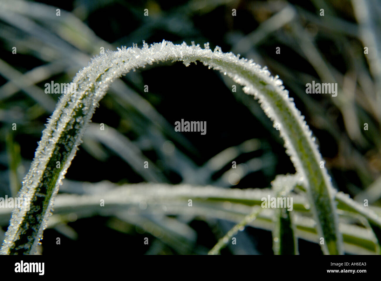 Frozen dew on grasses hi-res stock photography and images - Alamy