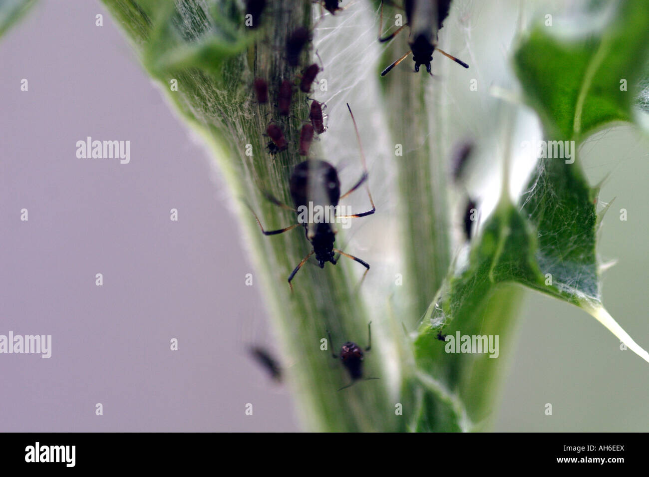 Blackfly bean stem plant hi-res stock photography and images - Alamy