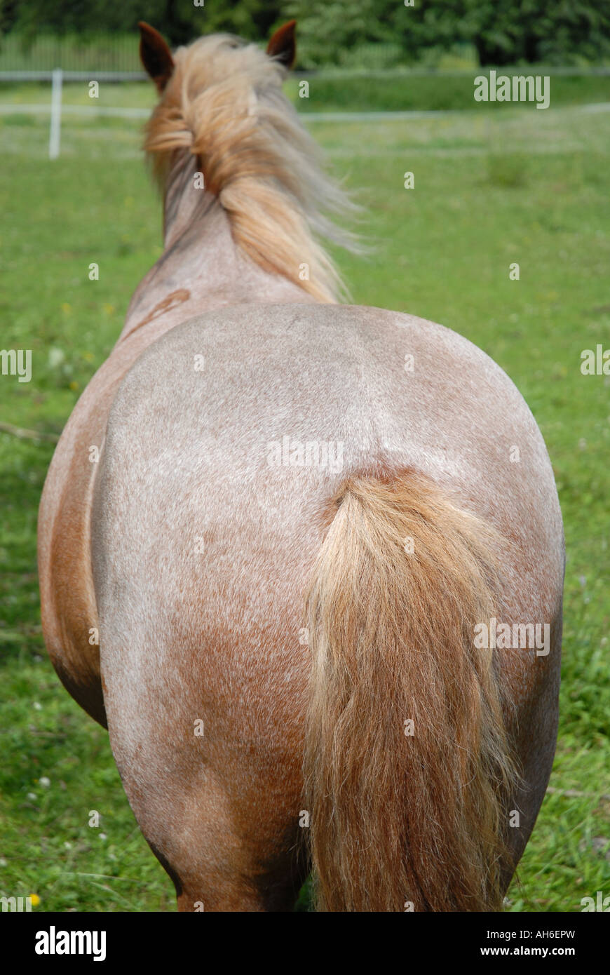 Bottom of horse Stock Photo - Alamy