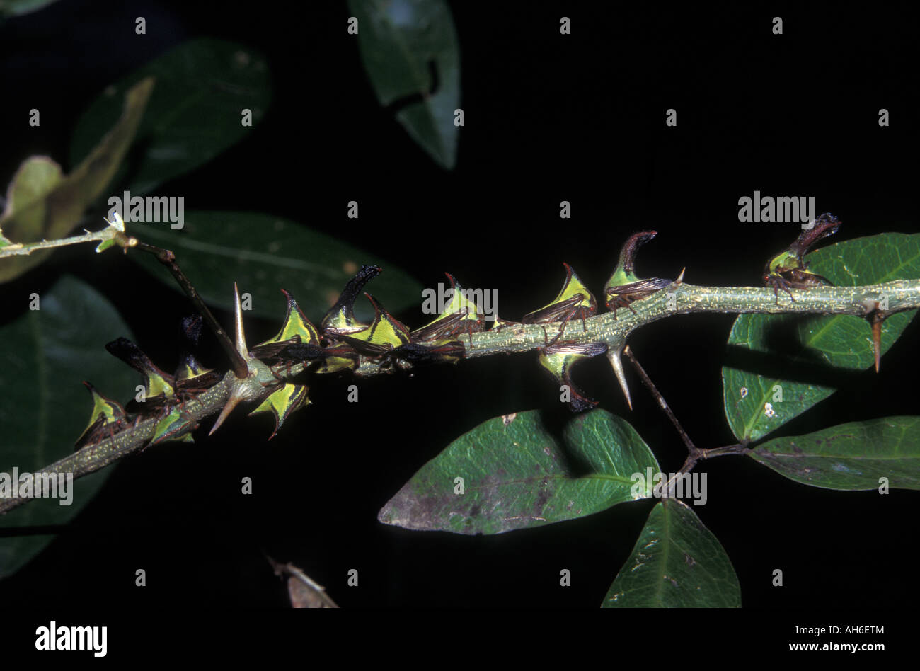 Thorn shaped insects in the Belizean forest Stock Photo - Alamy