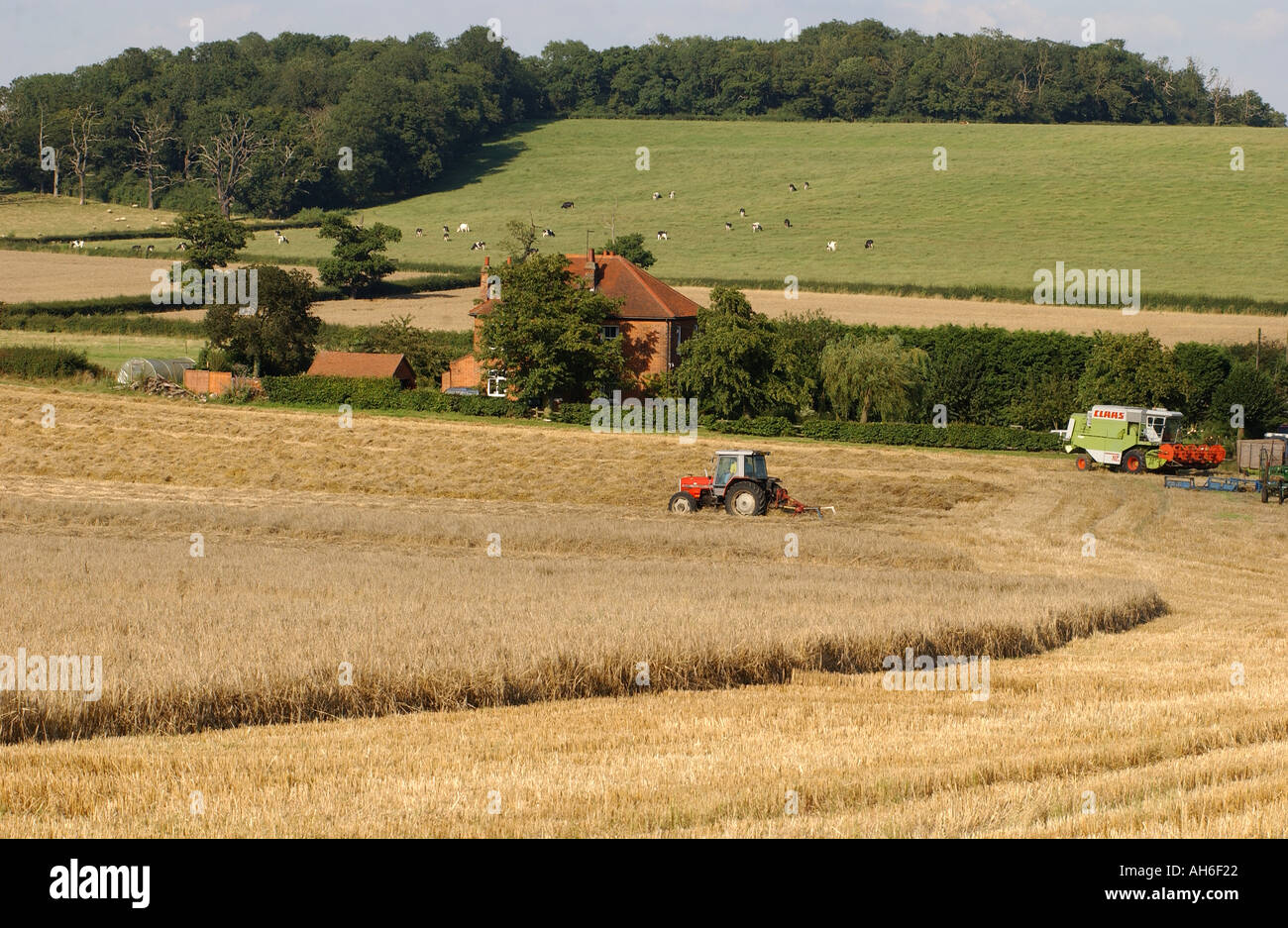 Landscape of tractor and combine harvester working a wheat field with ...