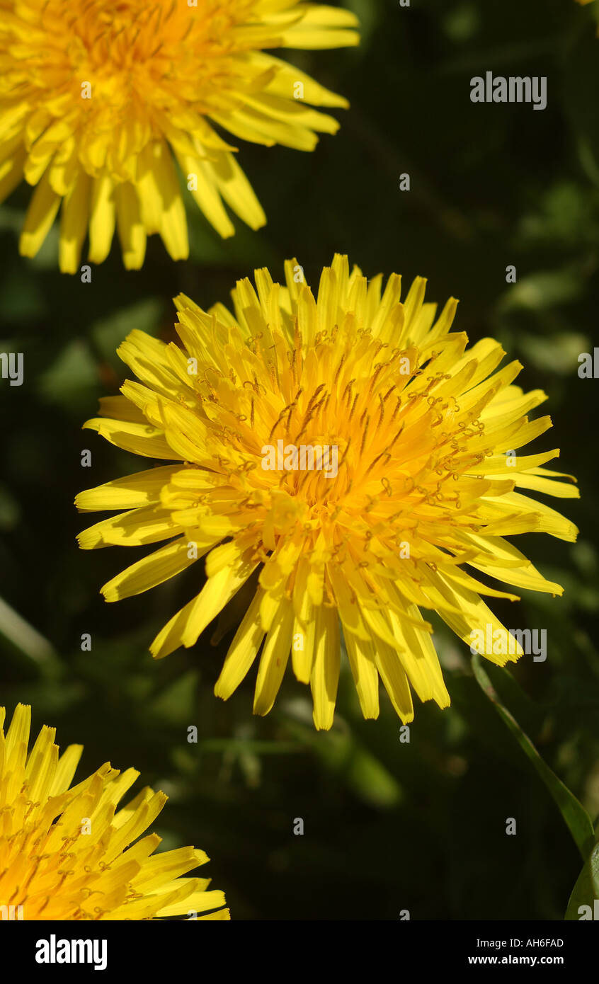 Yellow dandelion flowers in English countryside Stock Photo - Alamy