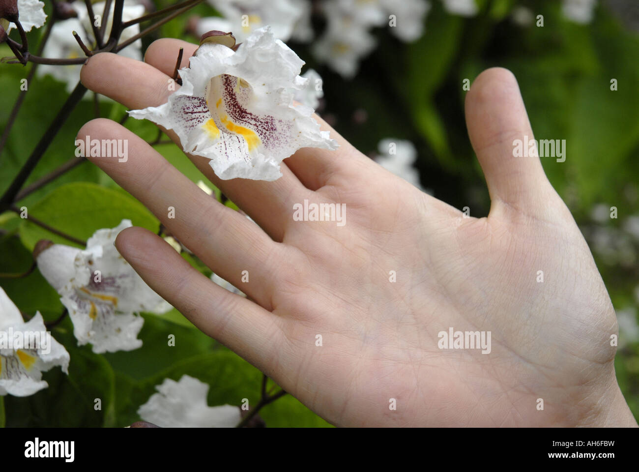 Hand and blossom Stock Photo - Alamy