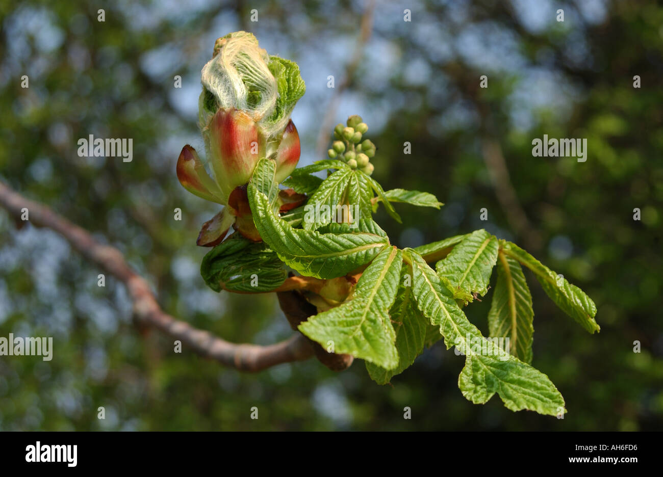 Young fresh buds of Chestnut tree in early Spring growth Stock Photo ...