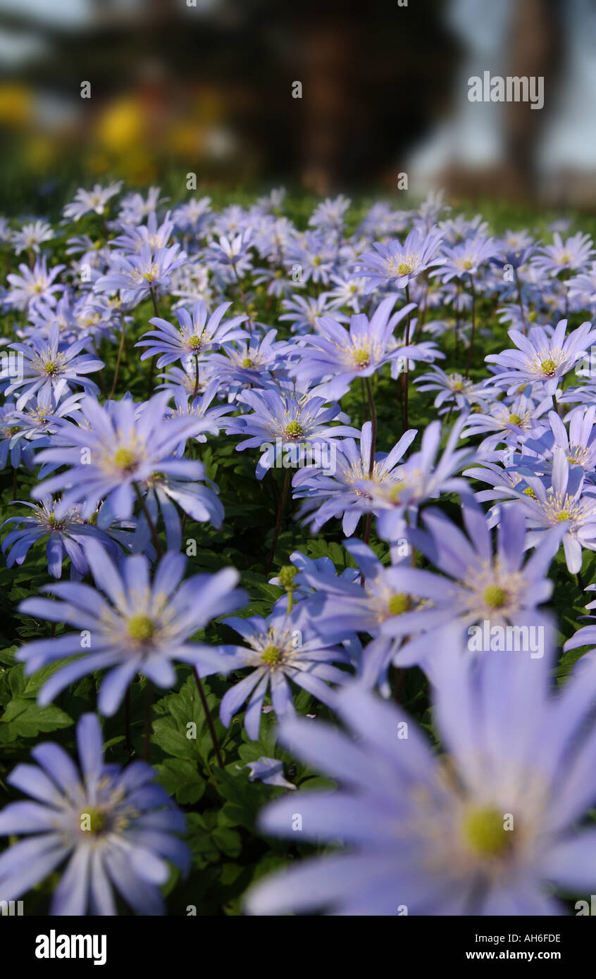 Purple daisies Stock Photo - Alamy