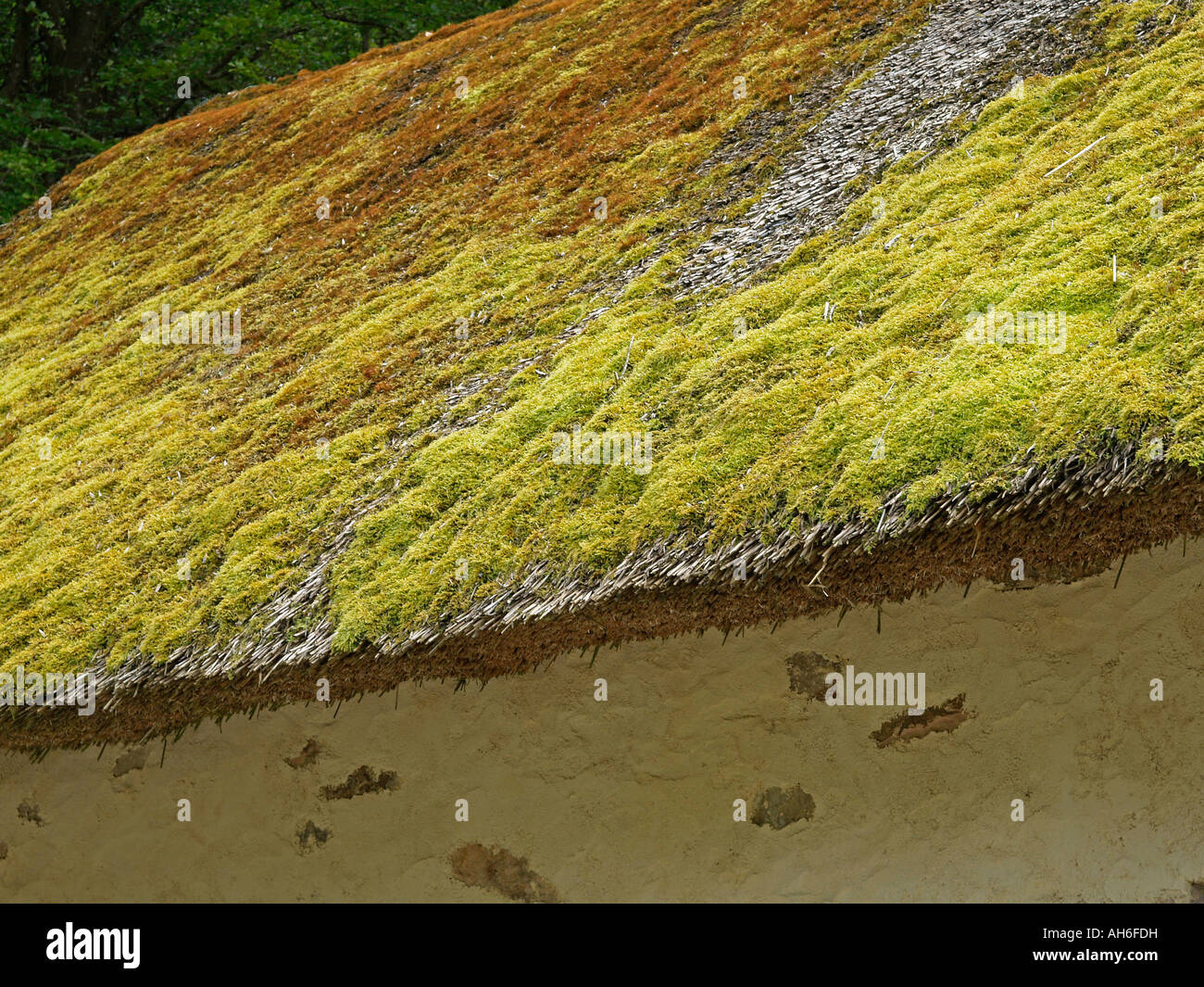 detail of thatched roof with moss Stock Photo - Alamy