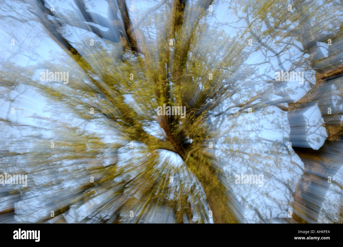 Tree with motion effect Stock Photo - Alamy