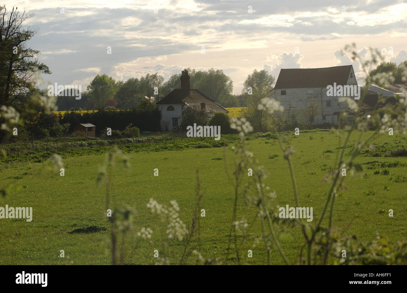 Leafy Cow High Resolution Stock Photography and Images - Alamy