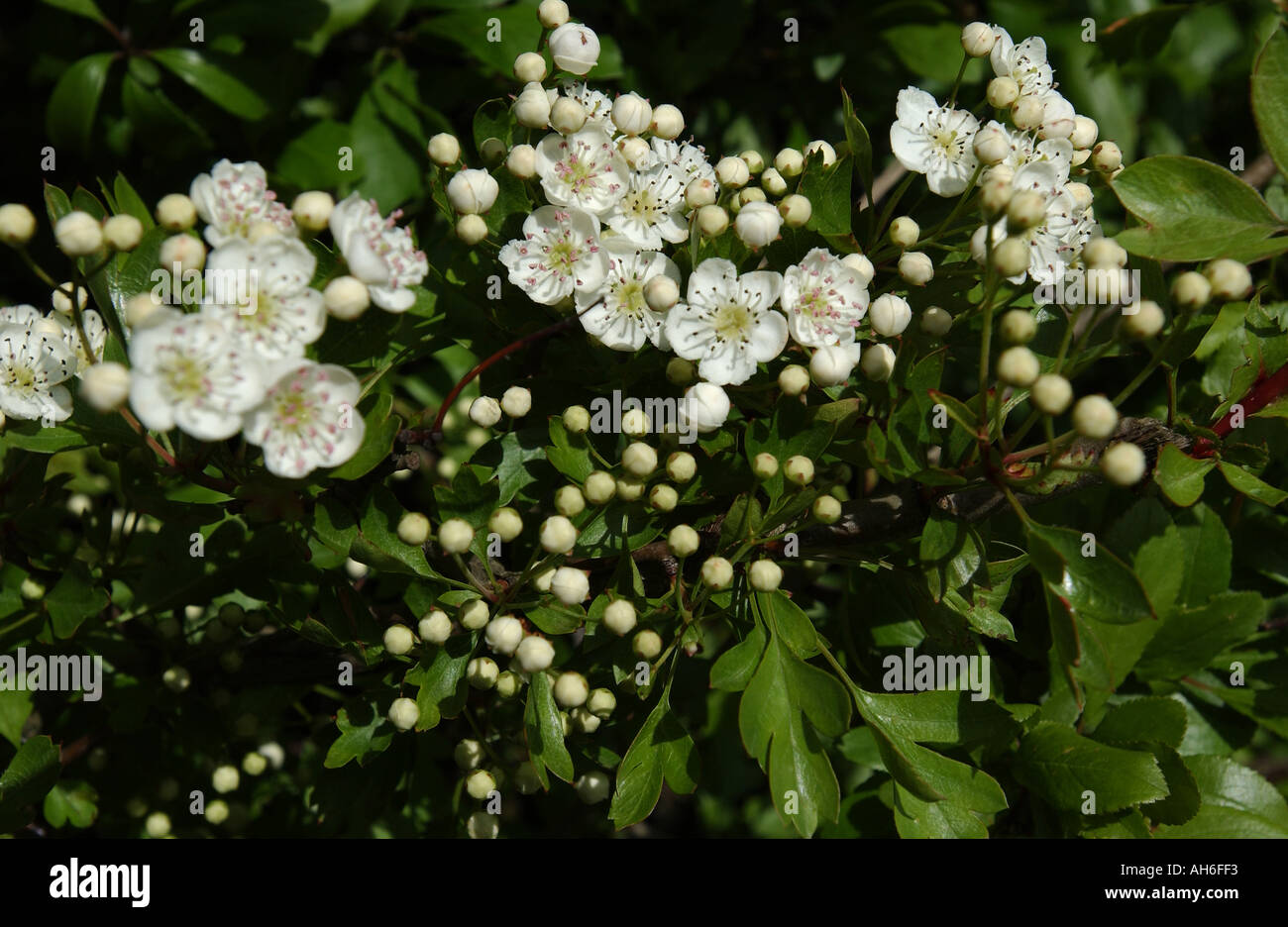 Hawthorn may flowers and buds Stock Photo - Alamy