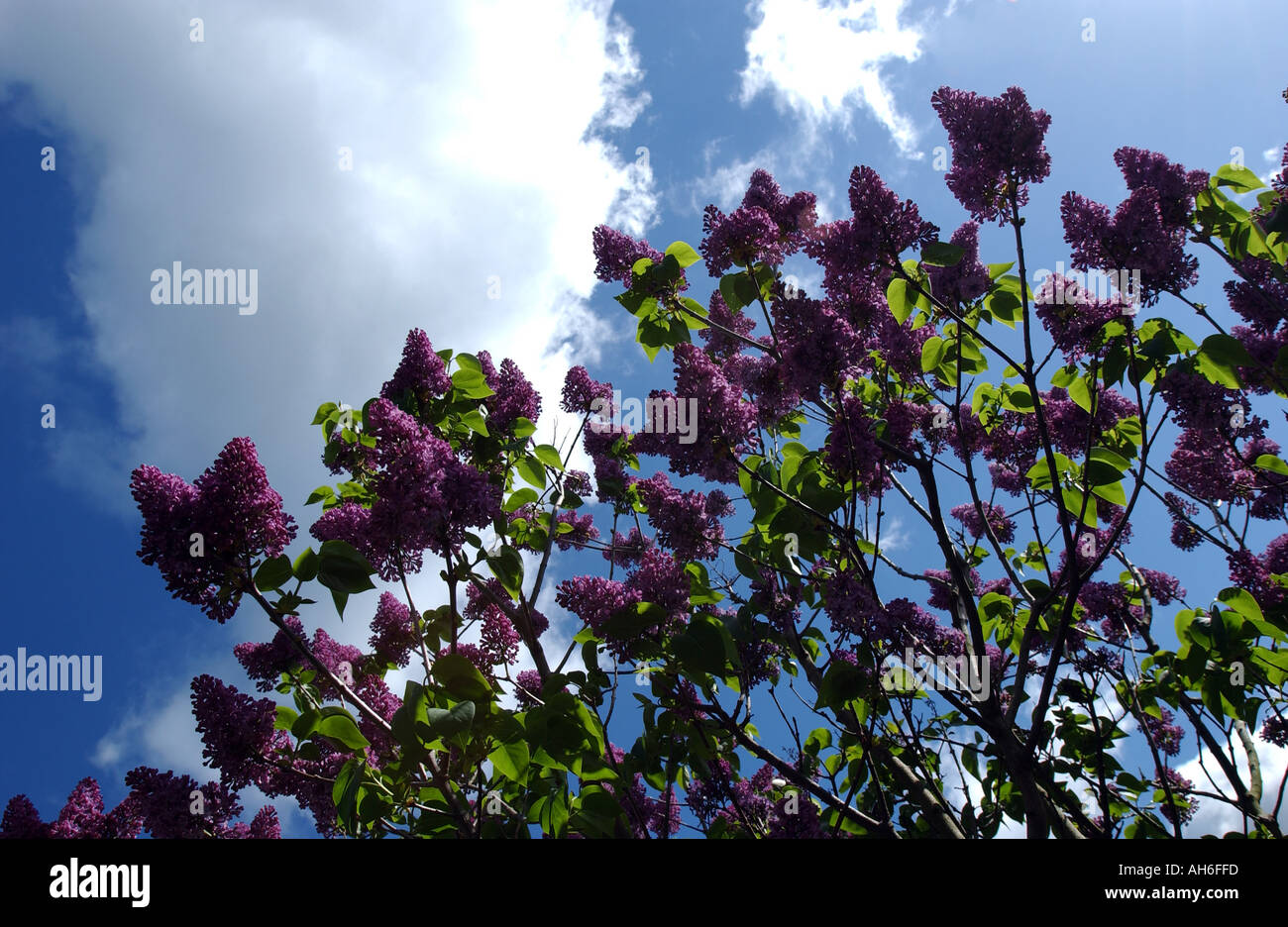 Deep purple lilac against blue sky with white clouds Stock Photo - Alamy