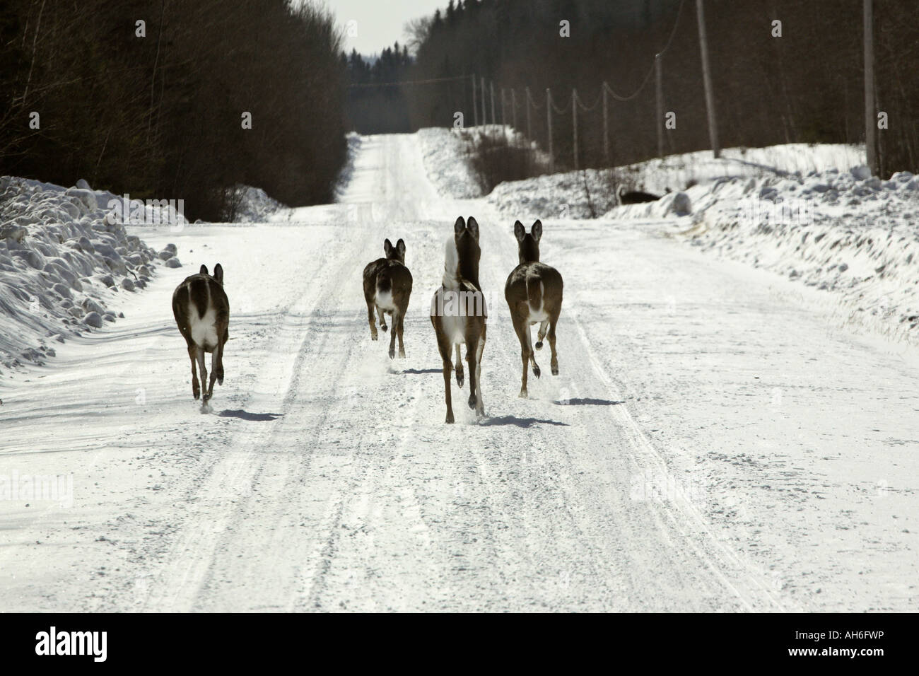 Deer running hi-res stock photography and images - Alamy
