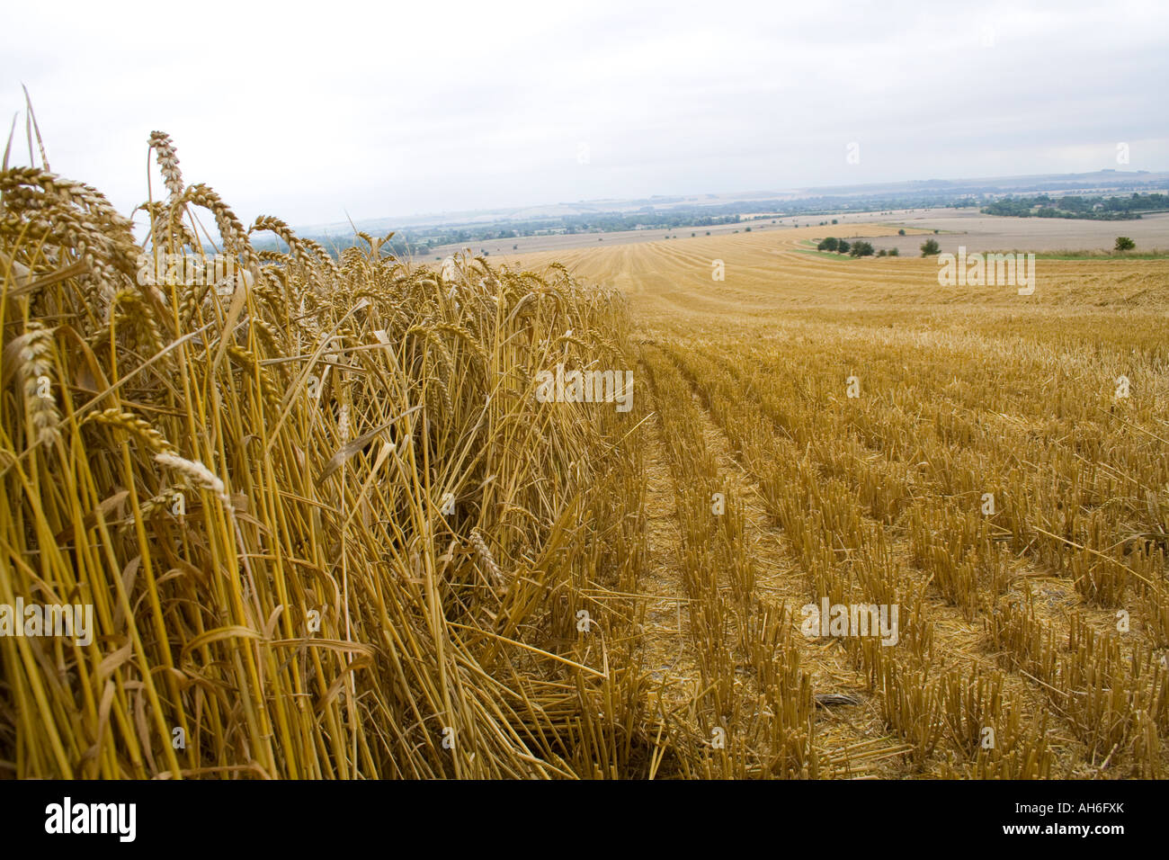 Organised fields hi-res stock photography and images - Alamy