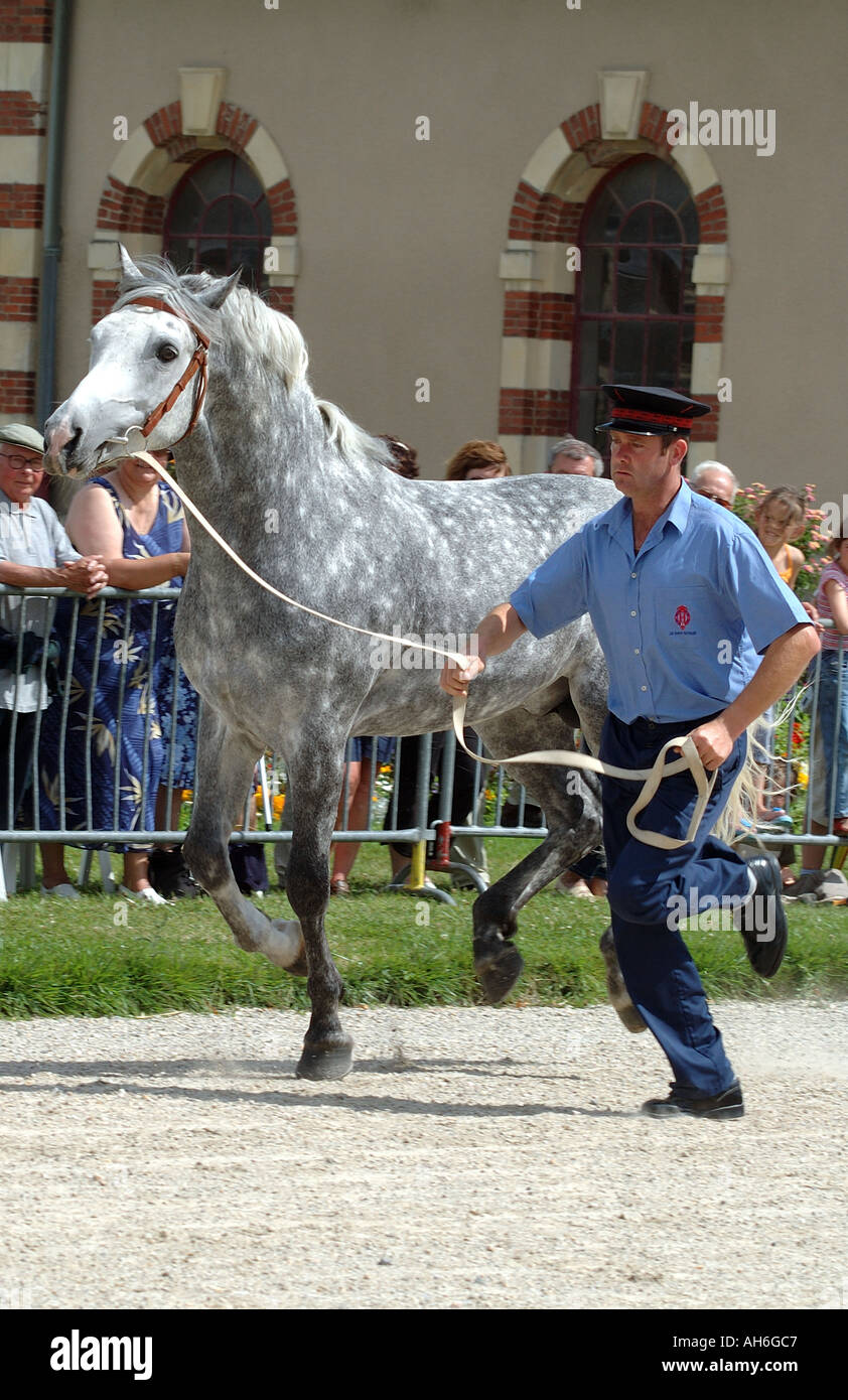 Normandie National Stud Farm France Stock Photo - Alamy