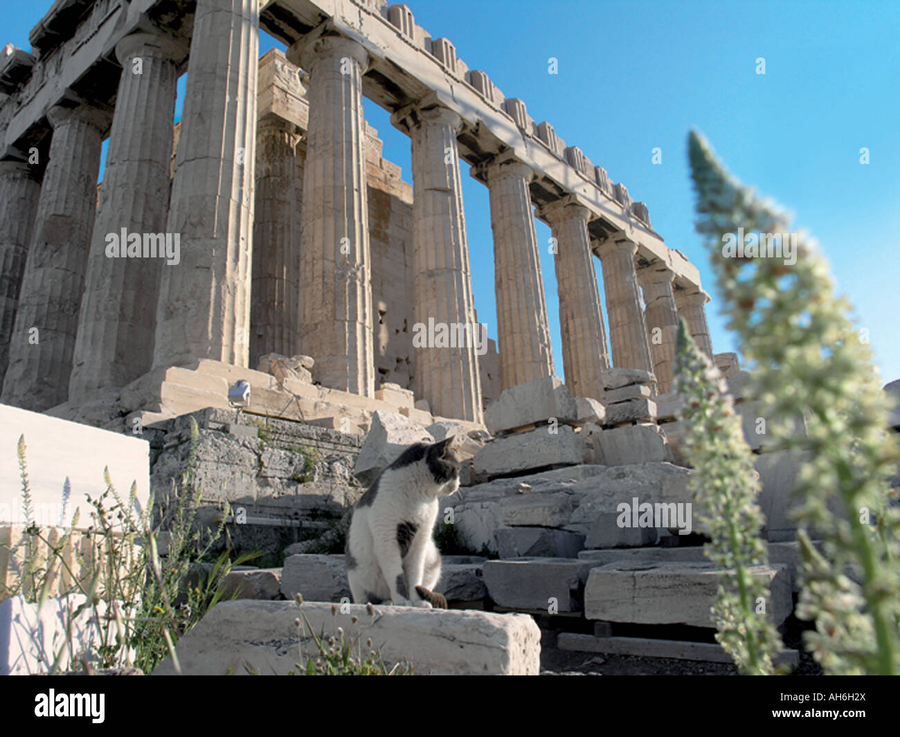Erechtheion temple with cat Acropolis Athens Greece Stock Photo - Alamy
