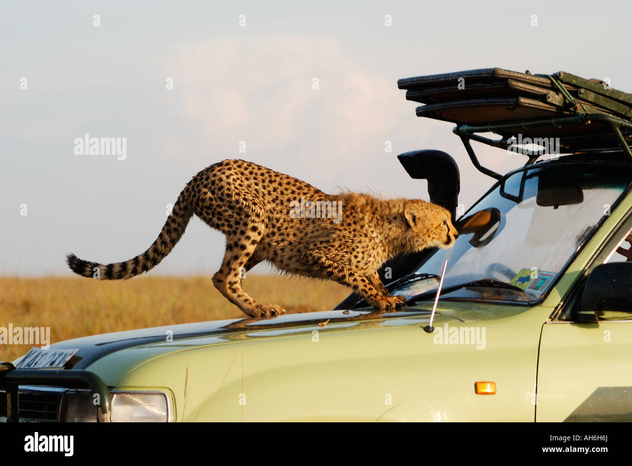 Cheetah Vs Car