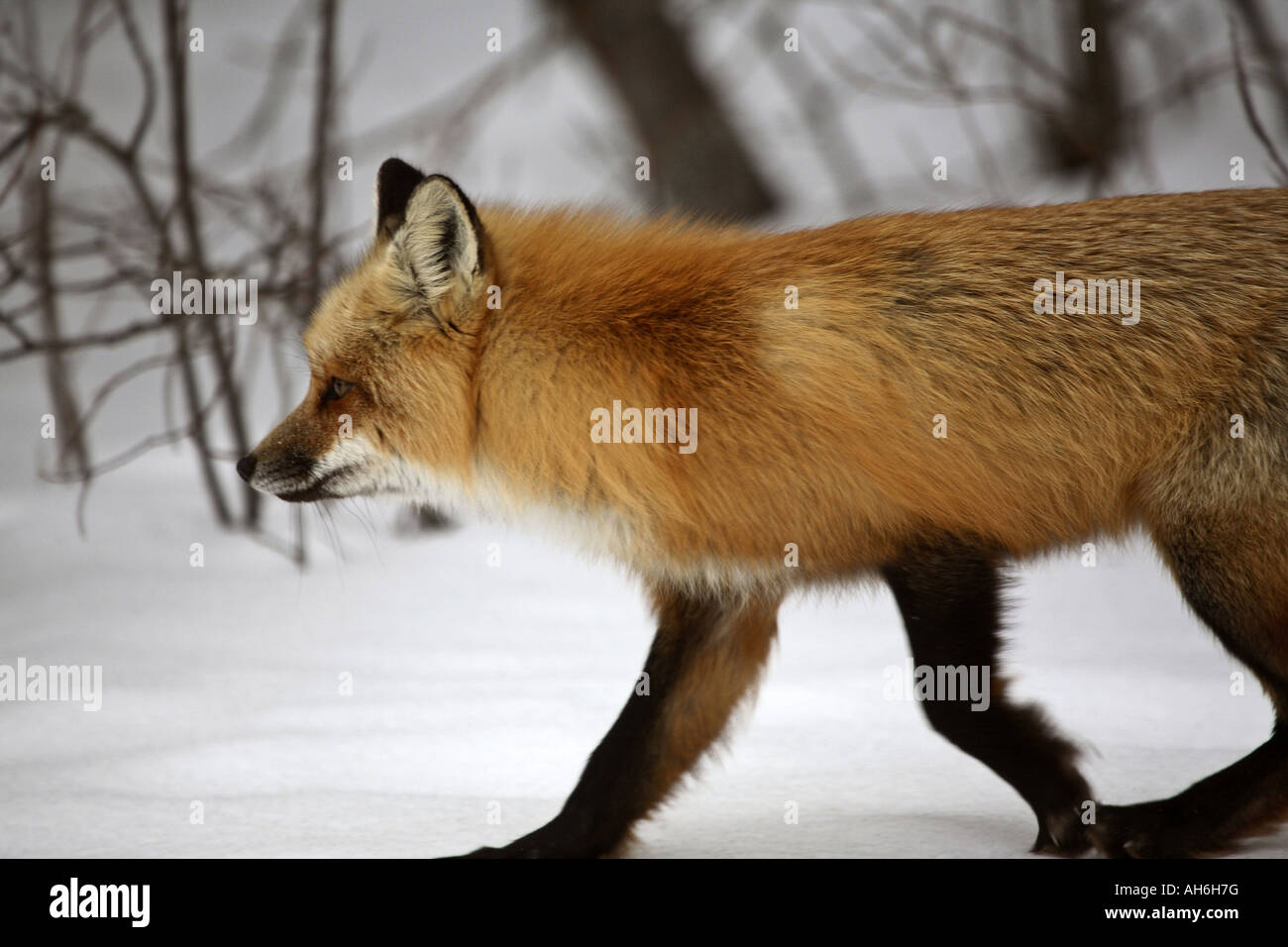 Red Fox in winter Stock Photo - Alamy