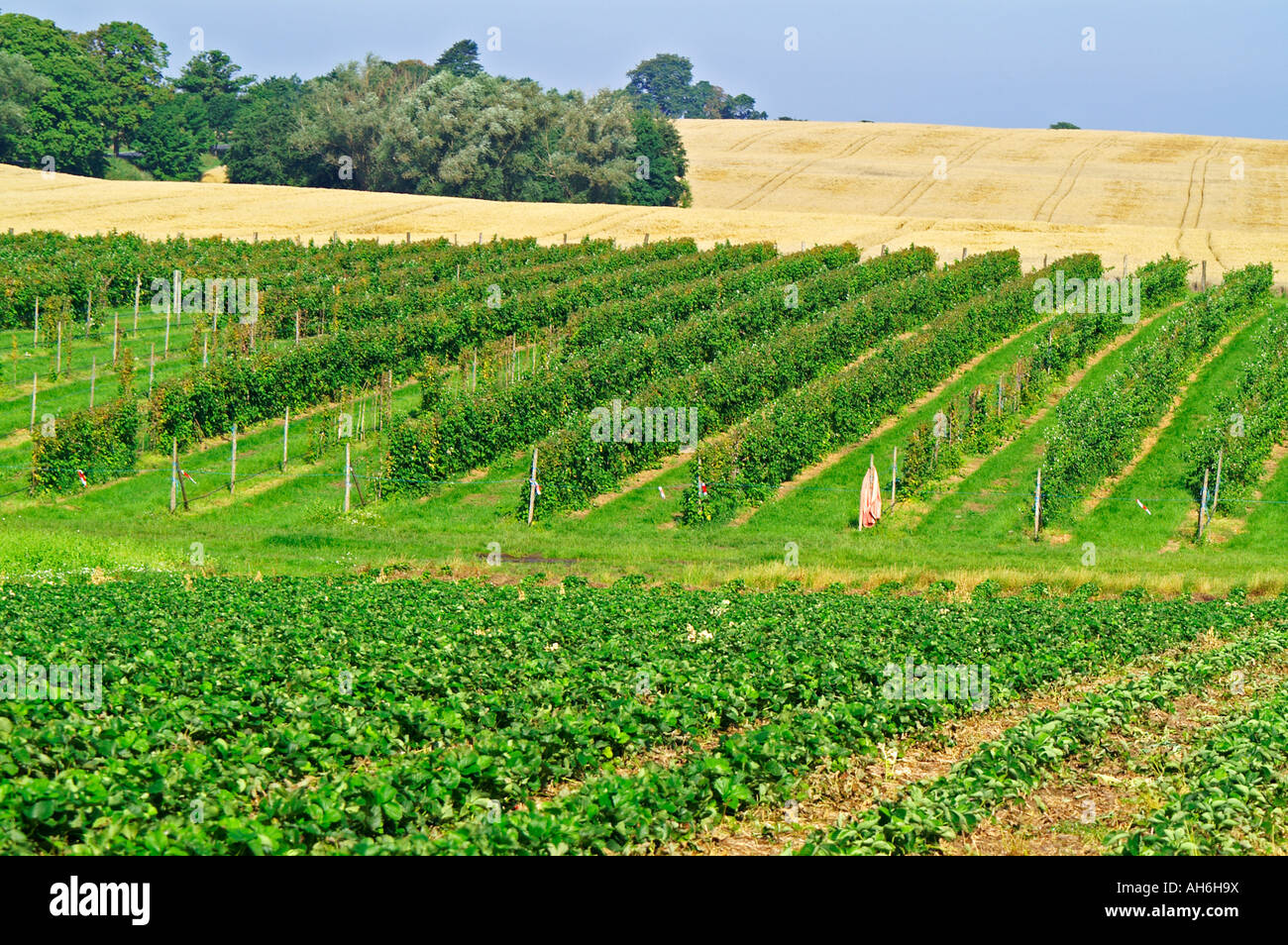 Plantage with fruits Obstplantage Landschaft MV Stock Photo - Alamy