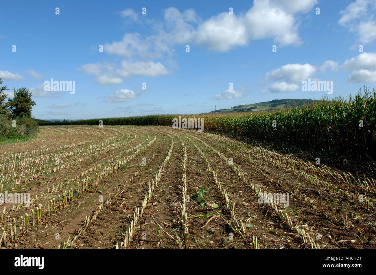 Stubble and mature forage maize crop at harvest Devon Stock Photo - Alamy