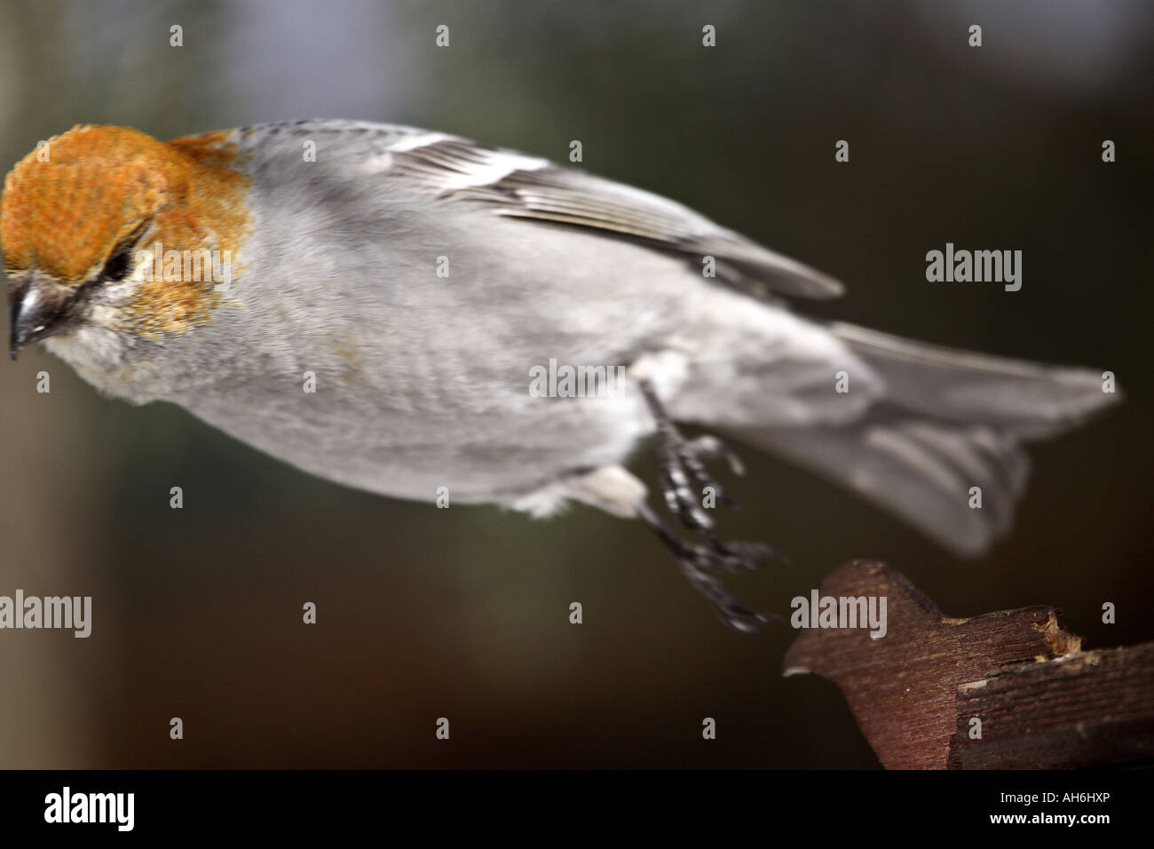 Fauna boreal hi-res stock photography and images - Alamy