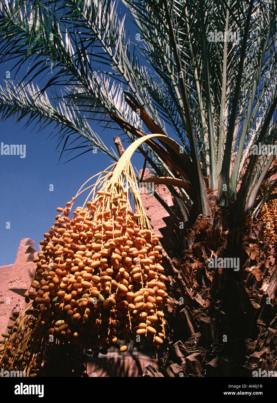 Dates hanging in bunches on a Date Palm in Morocco Stock Photo - Alamy