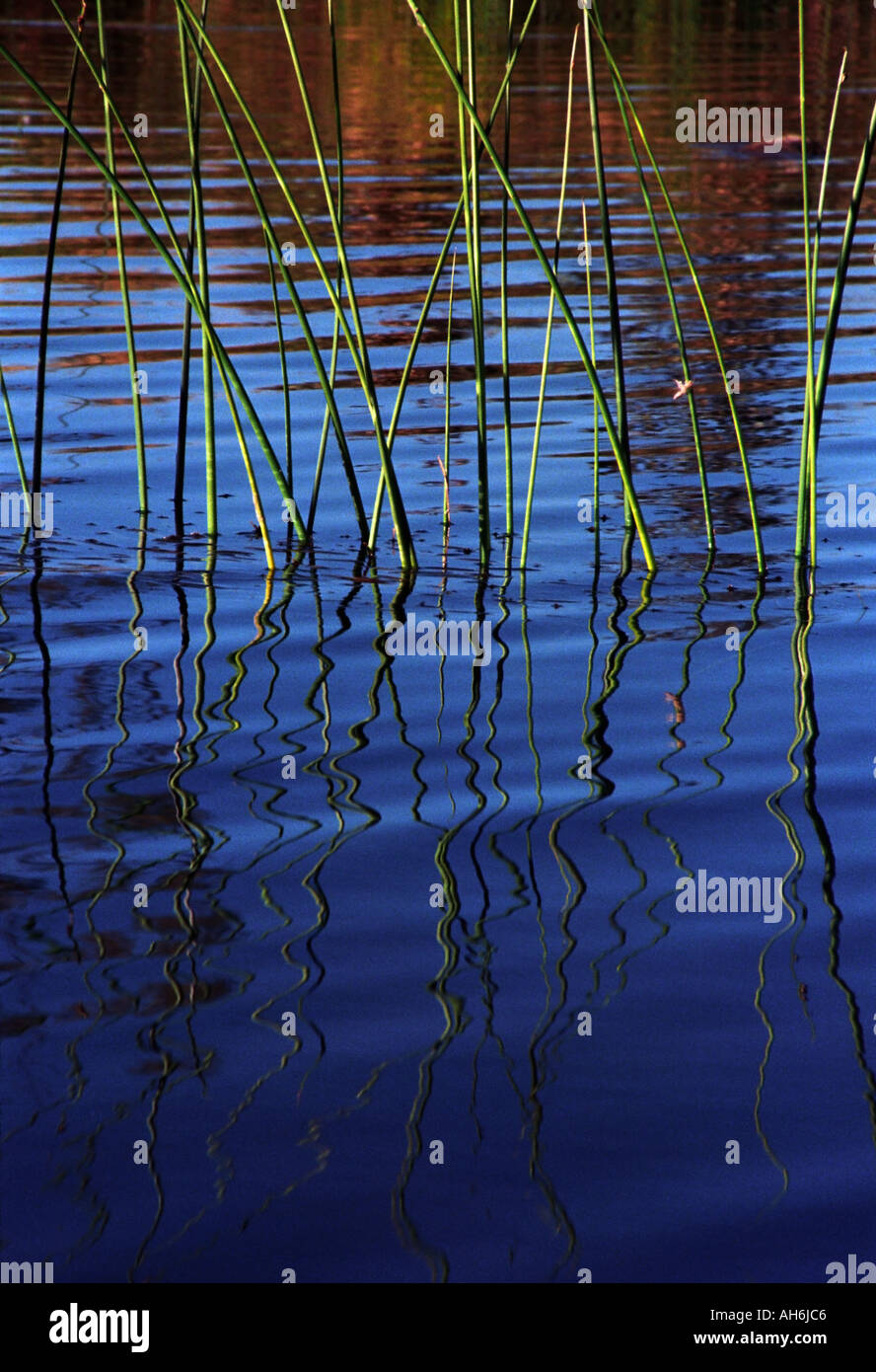 Green reeds in the pristine waters of the Finke River Central Australia ...
