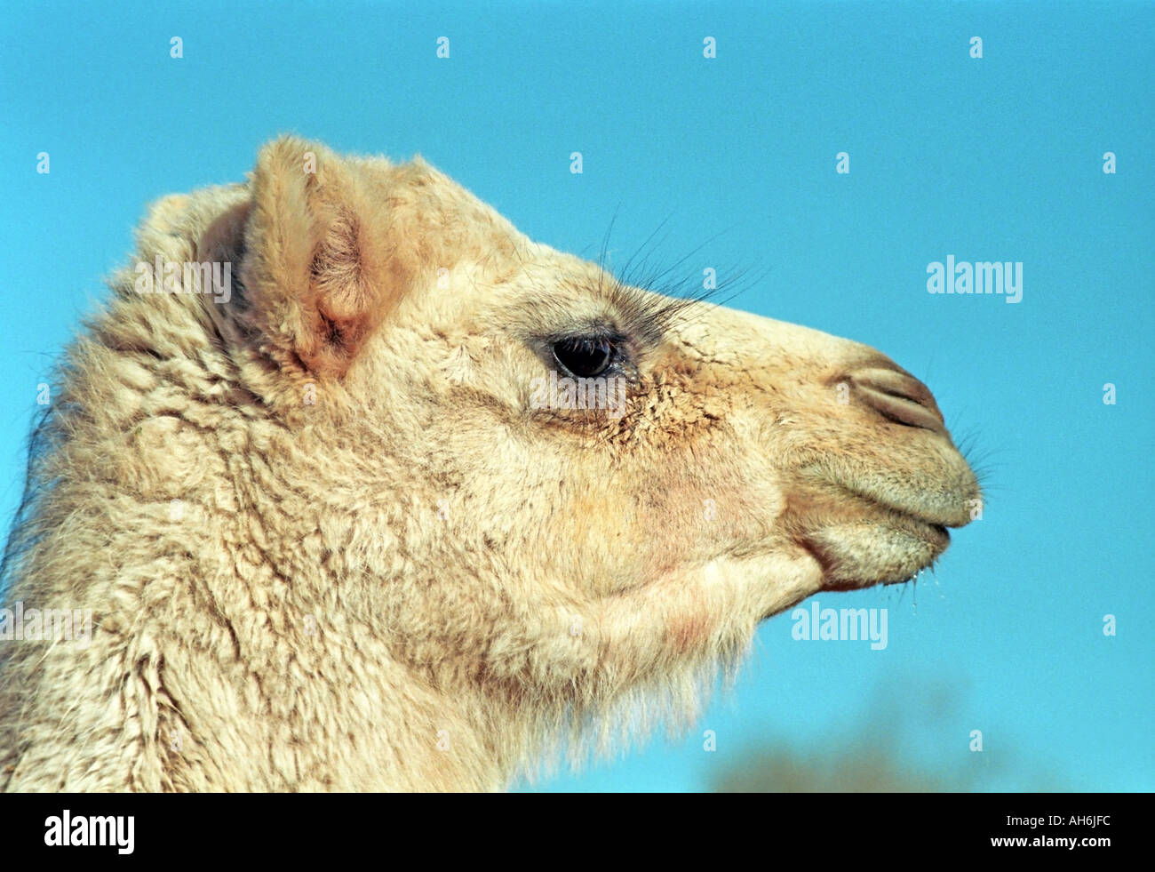 Australia wild camel hi-res stock photography and images - Alamy