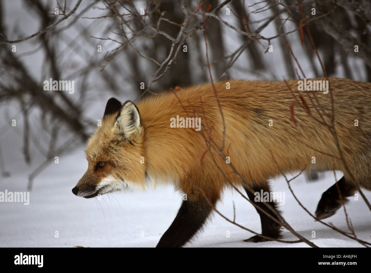 Red Fox in winter Stock Photo - Alamy