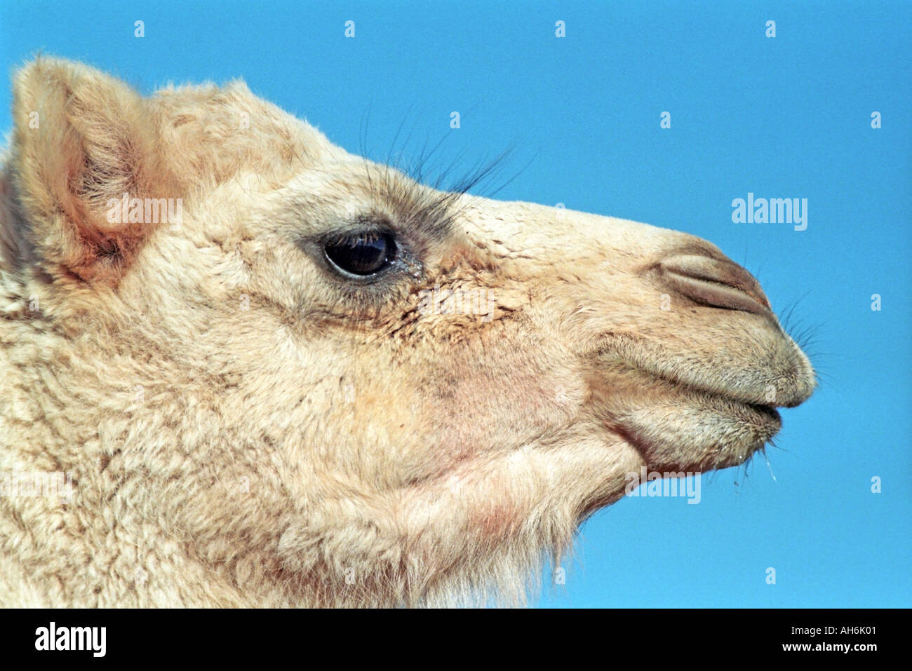 Australia wild camel hi-res stock photography and images - Alamy