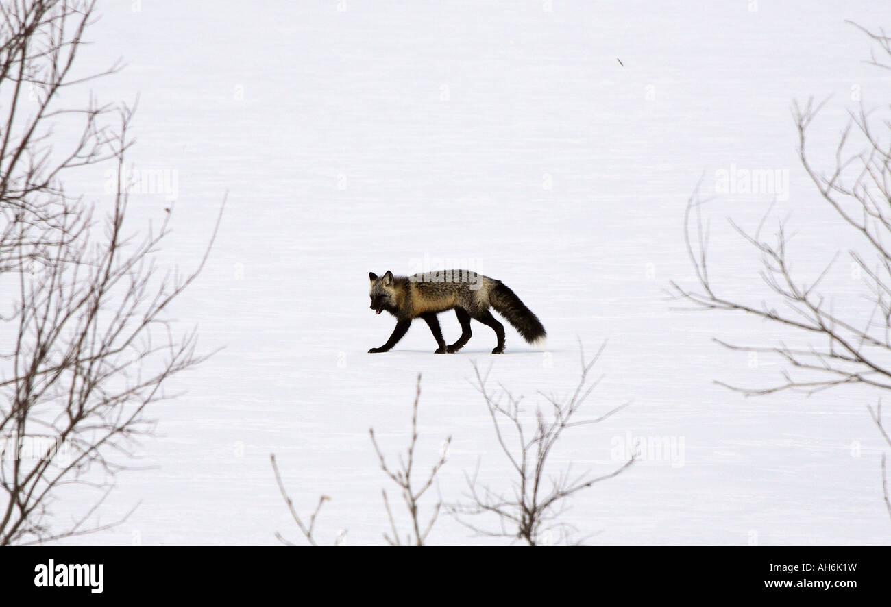 Silver fox hi-res stock photography and images - Alamy